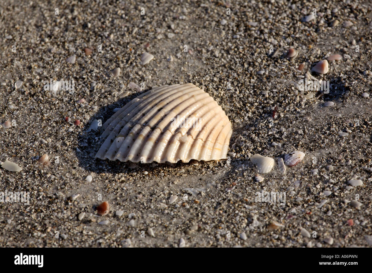 Seashell on a beach in Florida USA Stock Photo - Alamy