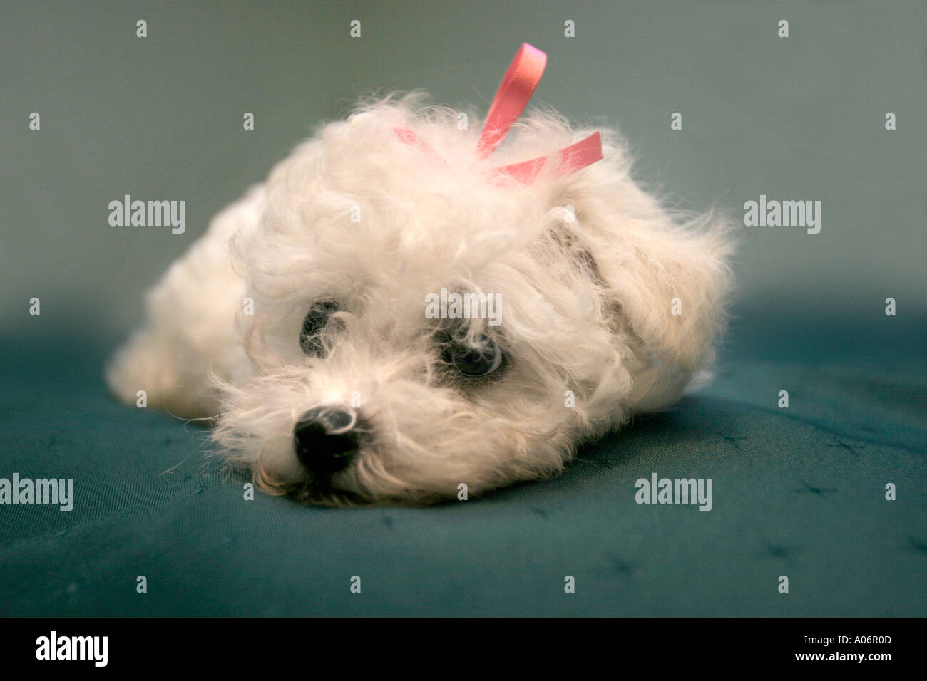 A sad looking Bichon Frise puppy dog at home Stock Photo - Alamy