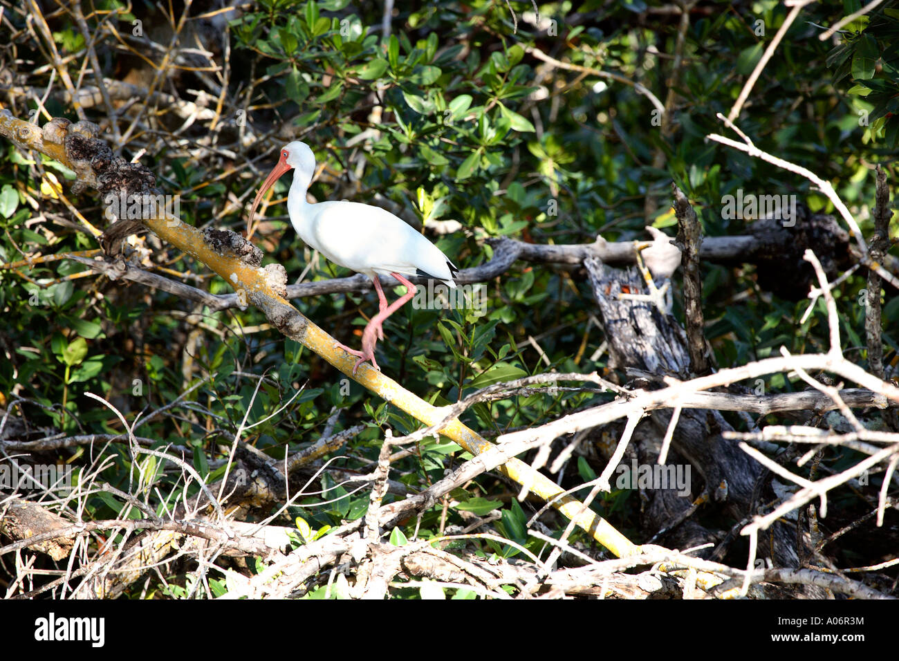 American White Ibises Tree High Resolution Stock Photography and Images ...