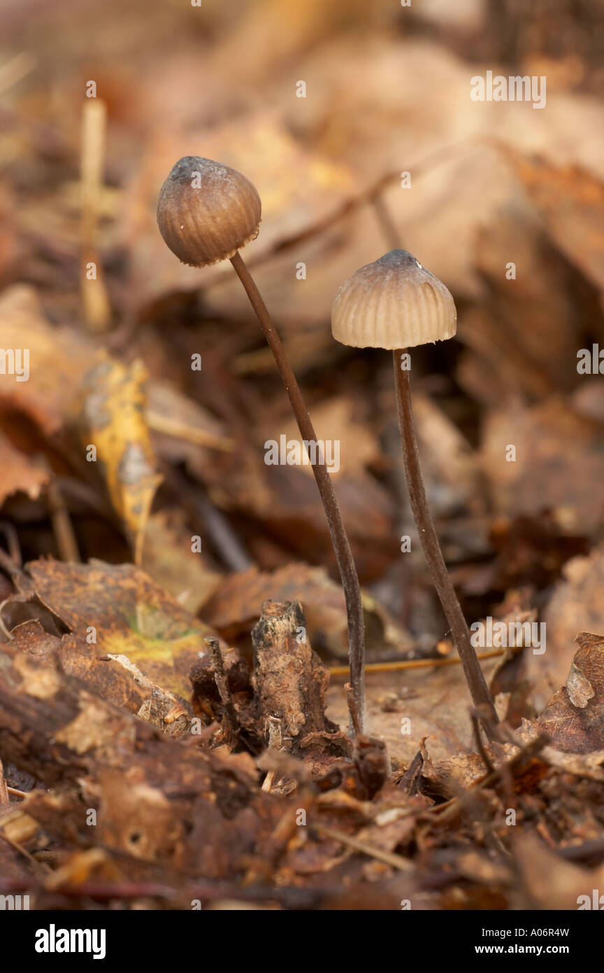 Bleeding bonnet hi-res stock photography and images - Alamy