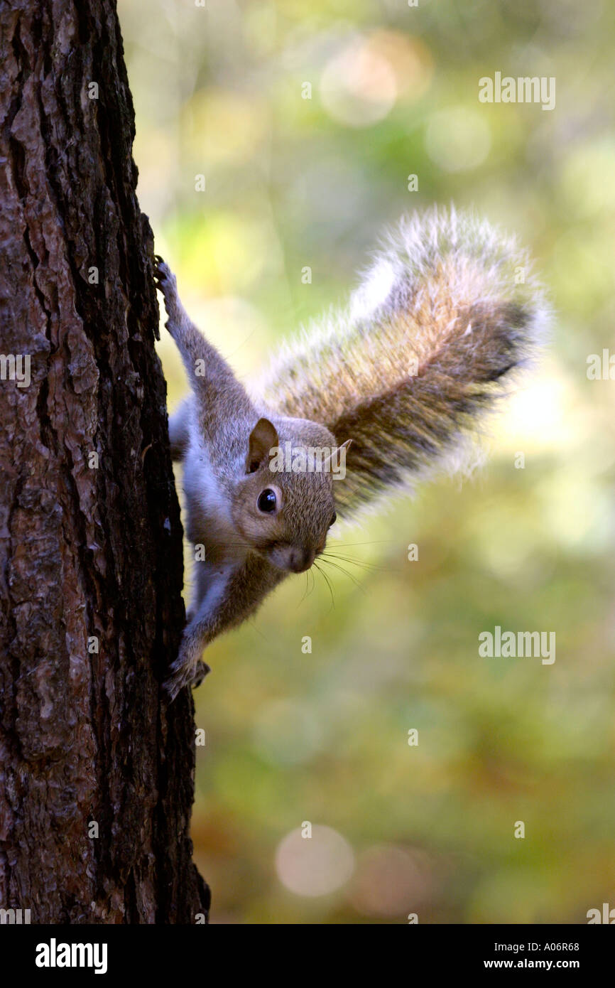 Portrait grey squirrel climbing tree hi-res stock photography and ...