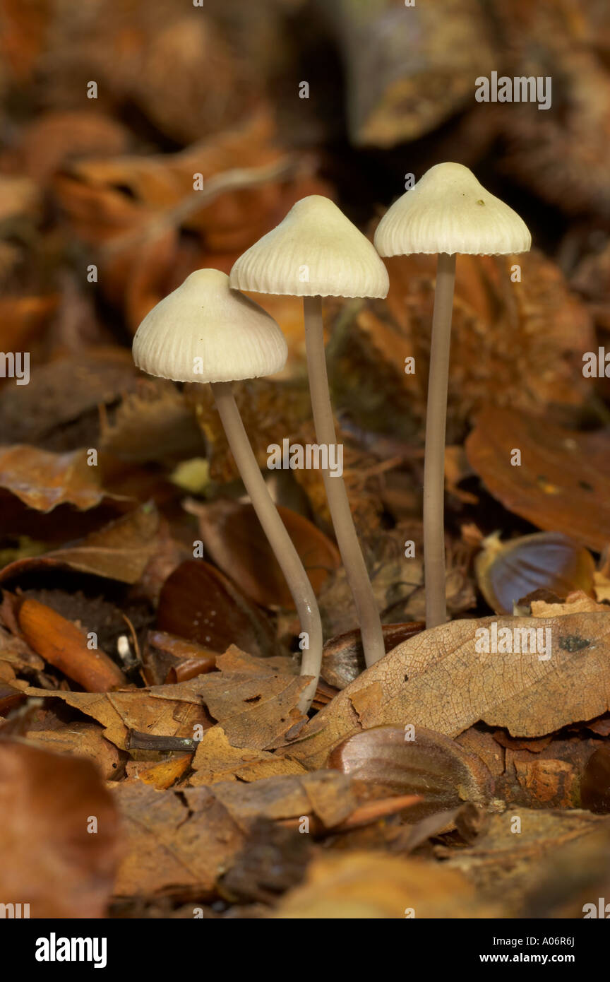 Angels bonnet hi-res stock photography and images - Alamy