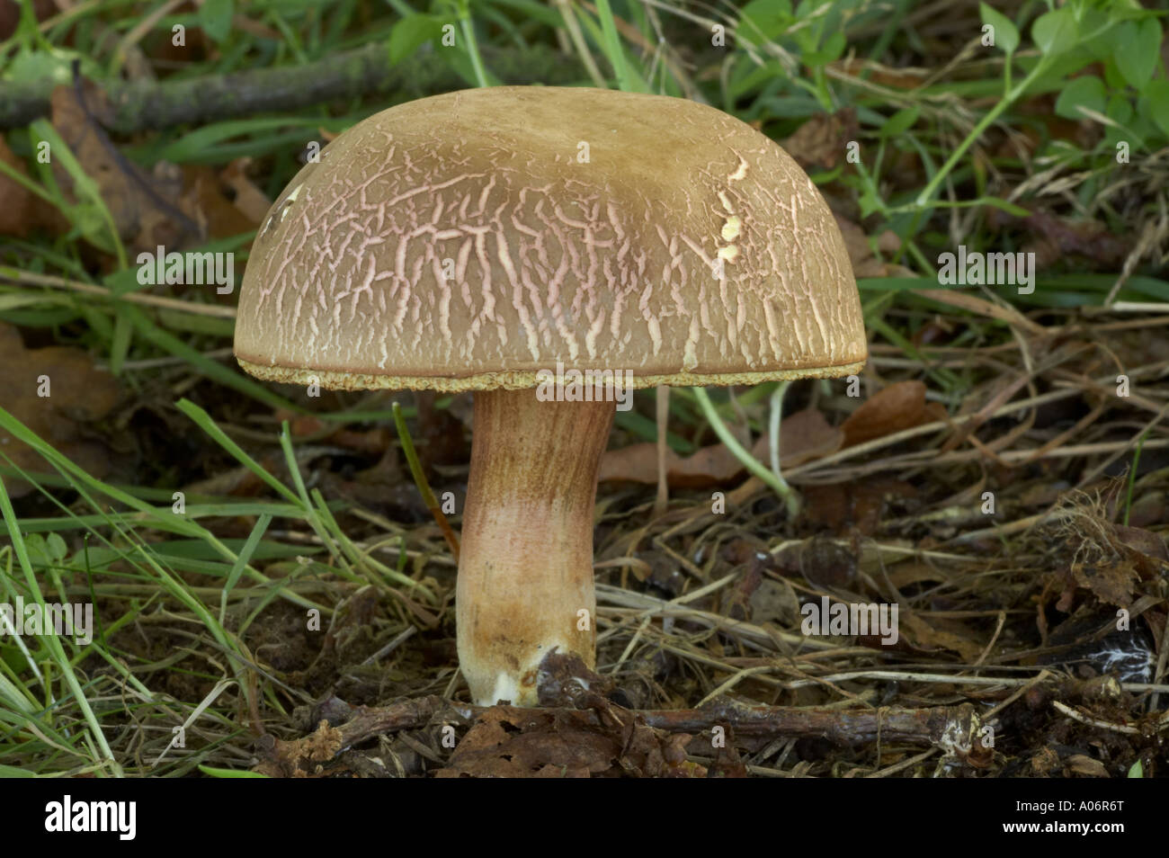 Red Cracking Boletus - Boletus chrysenteron Stock Photo - Alamy