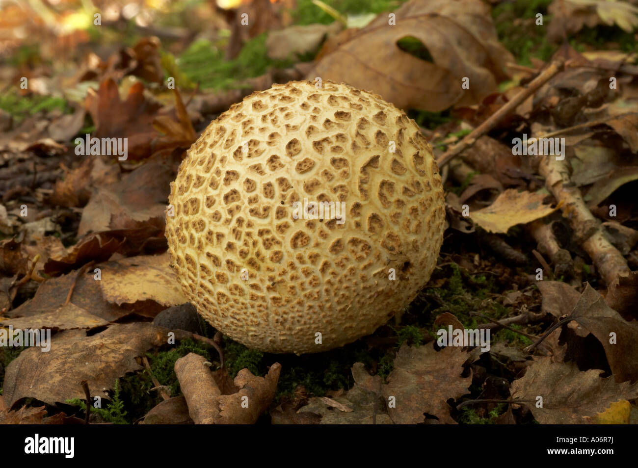 Common Earthball - Scleroderma citrinum Stock Photo - Alamy