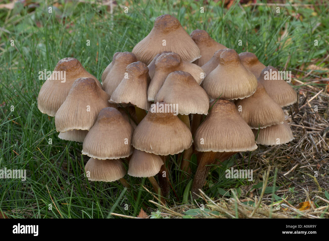 Grooved Bonnet - Mycena polygramma Stock Photo - Alamy
