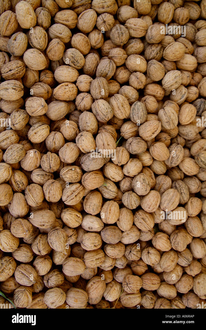 Whole Walnut in shell unshelled natural harvest ingredient protein ...