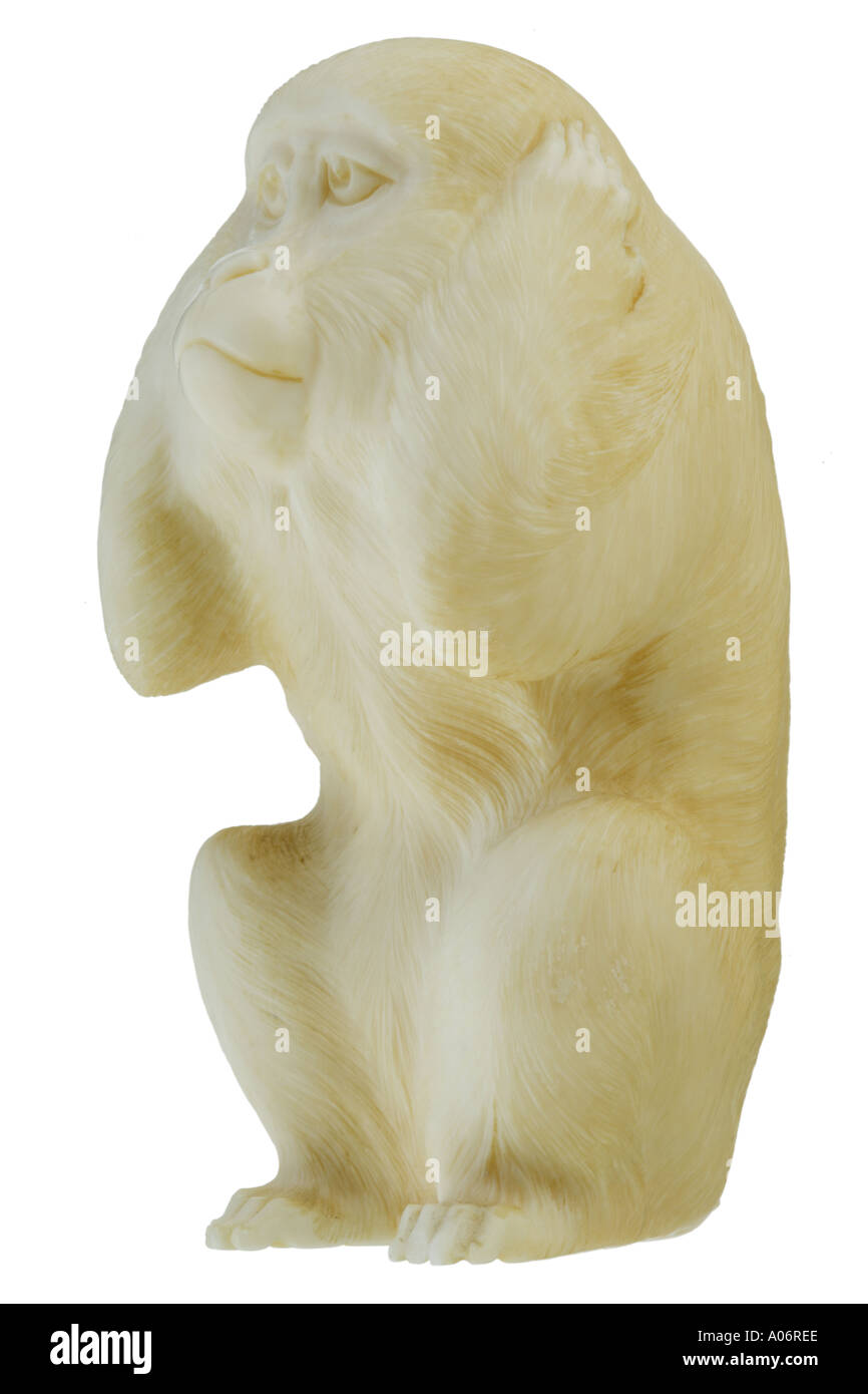 Japanese ivory monkeys Stock Photo - Alamy