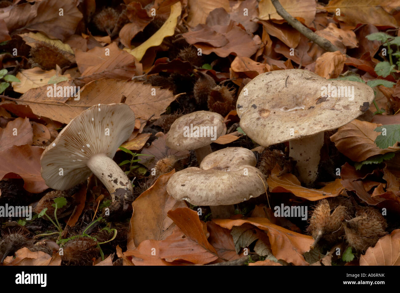 Beech milk cap hi-res stock photography and images - Alamy