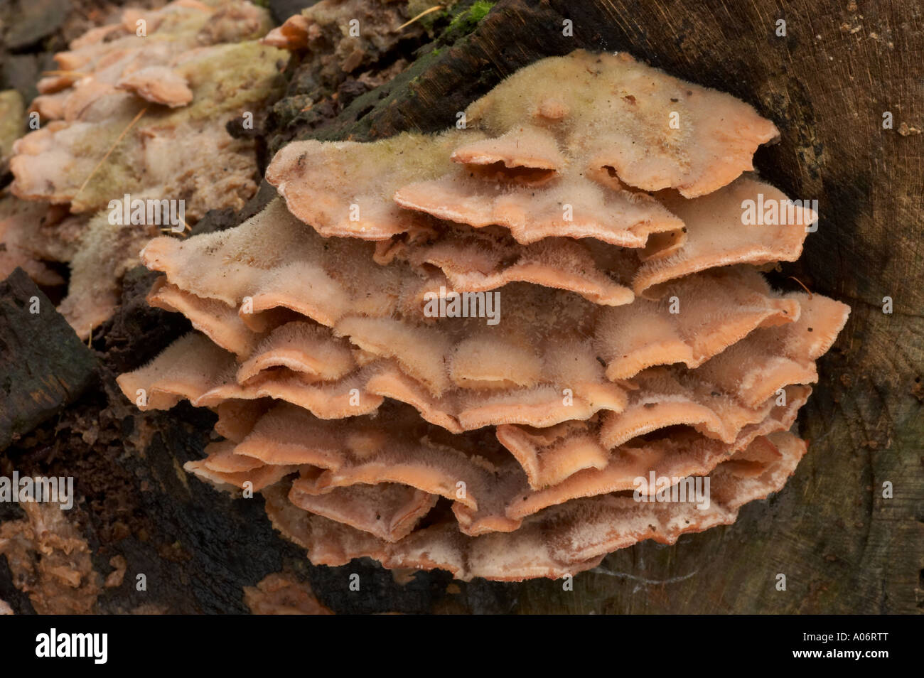 Merulius hi-res stock photography and images - Alamy