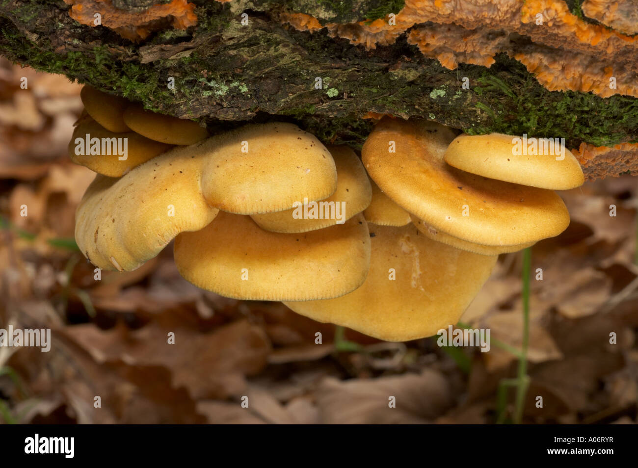 Panellus stipticus hi-res stock photography and images - Alamy