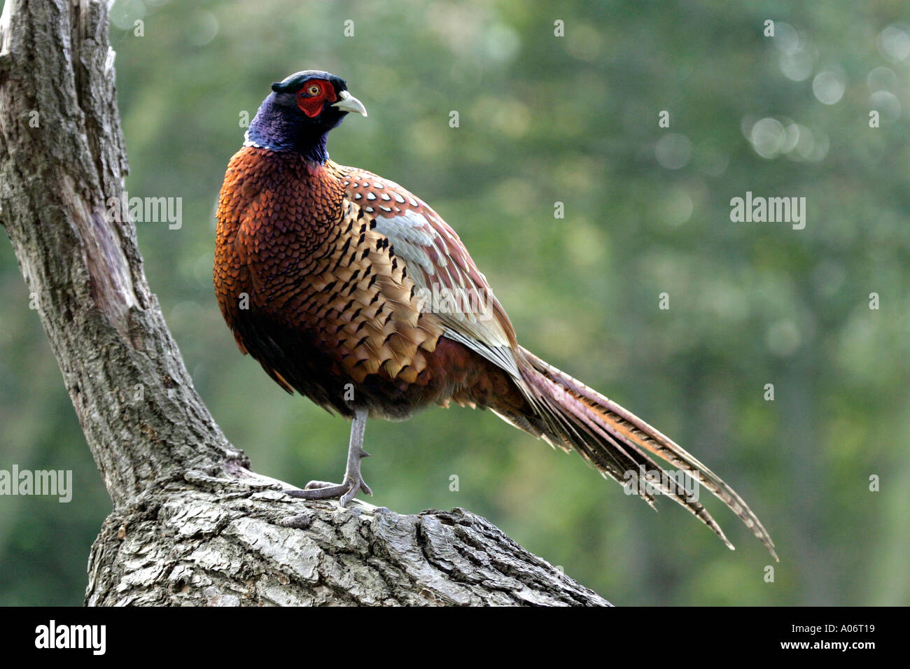 Pheasant in woodland habitat Stock Photo - Alamy