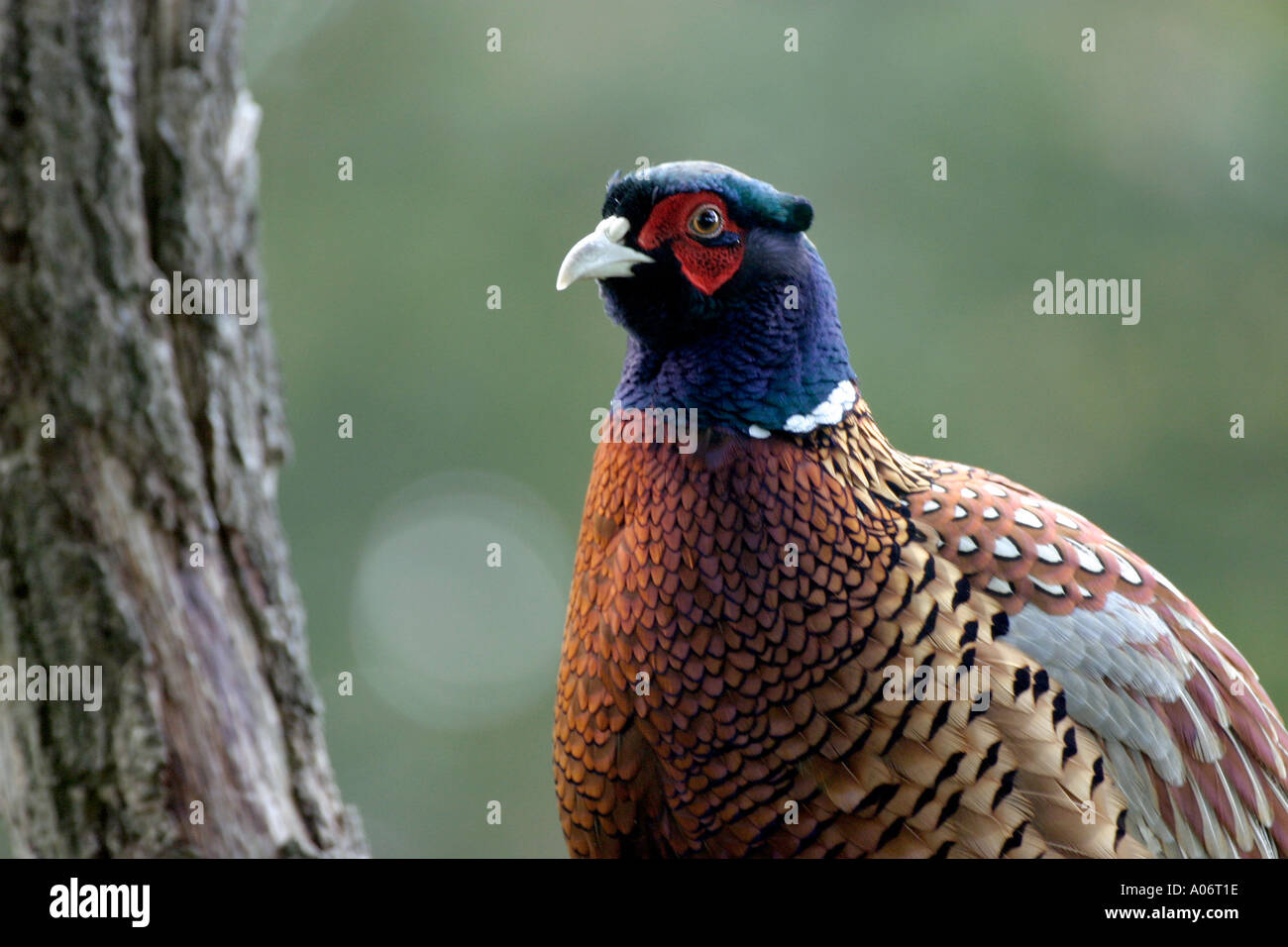 Pheasant in woodland habitat Stock Photo - Alamy