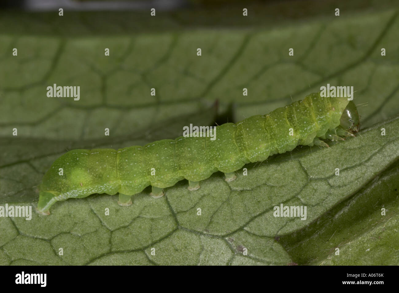 Angle shades caterpillar hi-res stock photography and images - Alamy