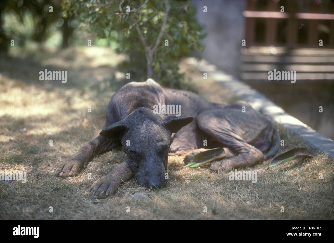 Poor thin stray dog hi-res stock photography and images - Alamy