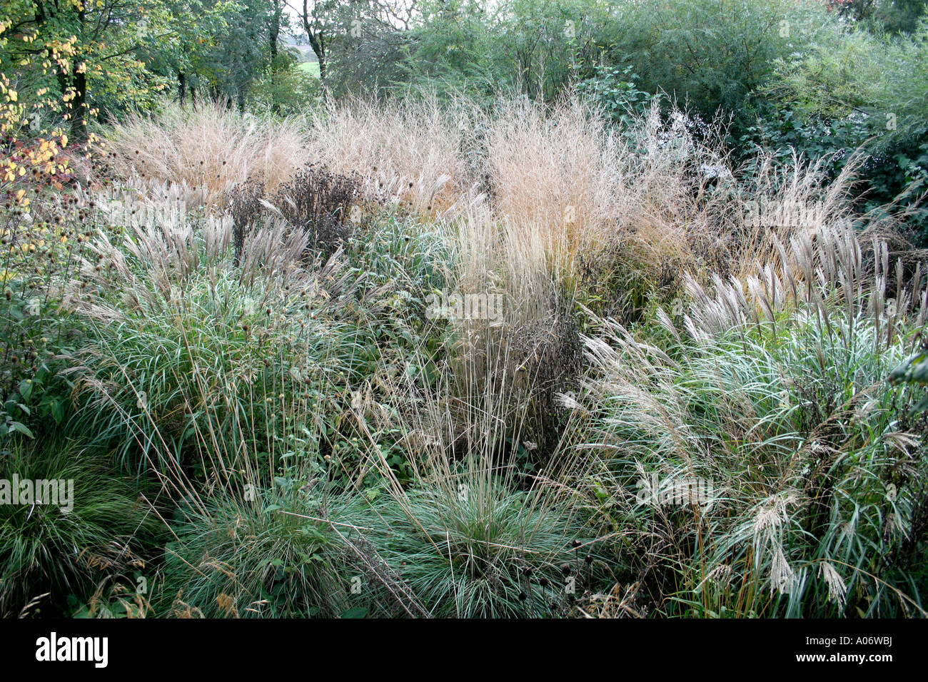 Big grasses in Holbrook Garden late October Stock Photo - Alamy