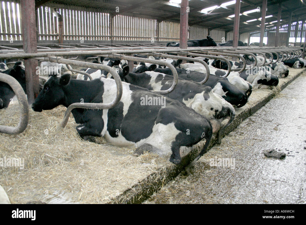 Friesian lactating cows in cubicles on a Cheshire farm Stock Photo - Alamy