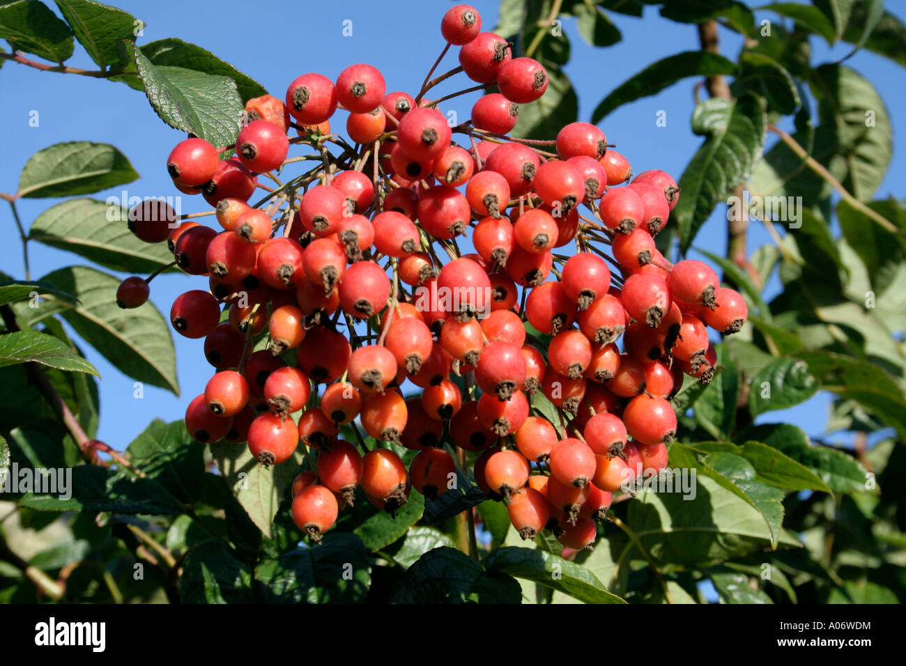 Rosa helenae hips during November Stock Photo - Alamy