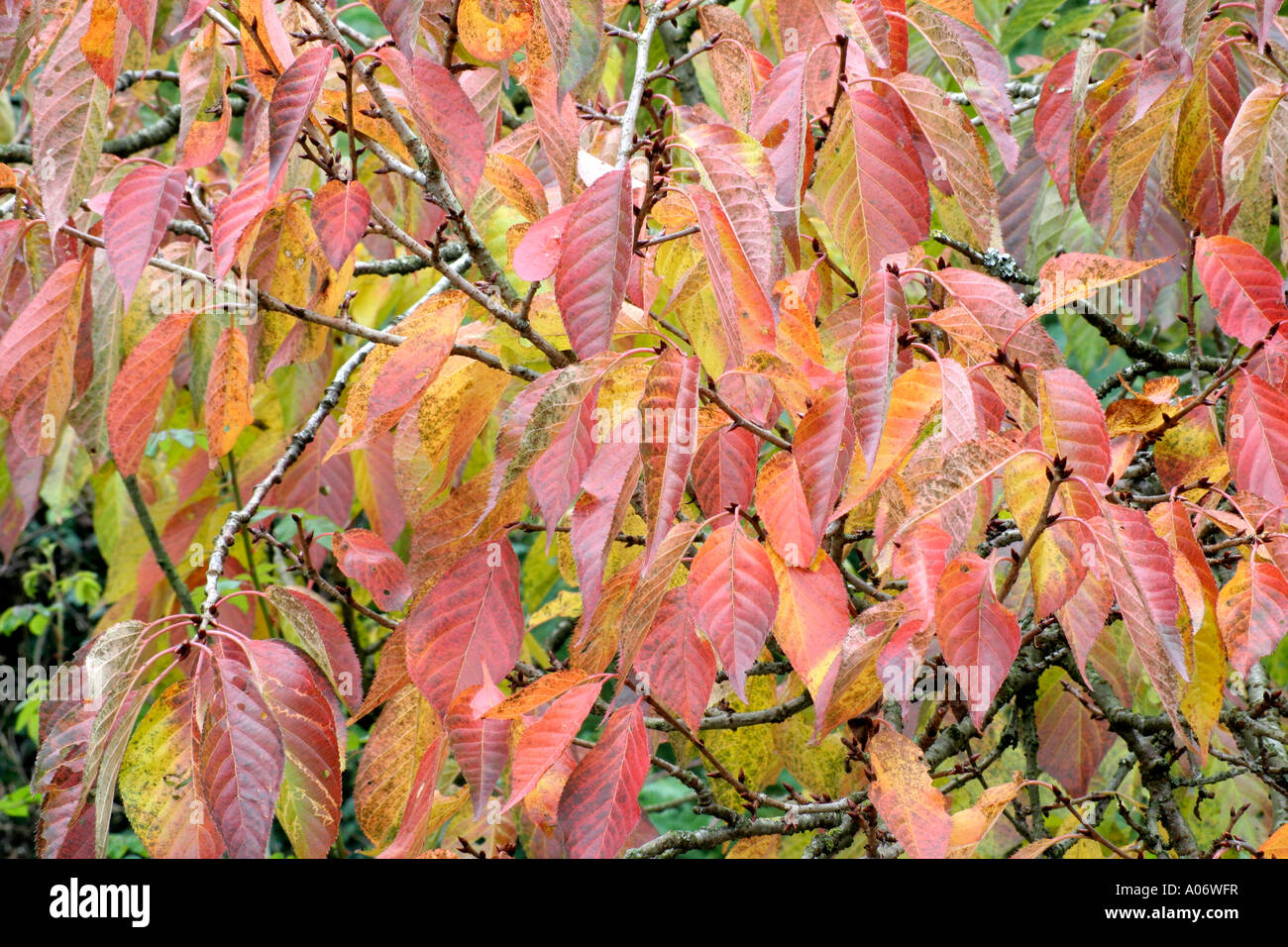 Ornamental cherry tai haku hi-res stock photography and images - Alamy