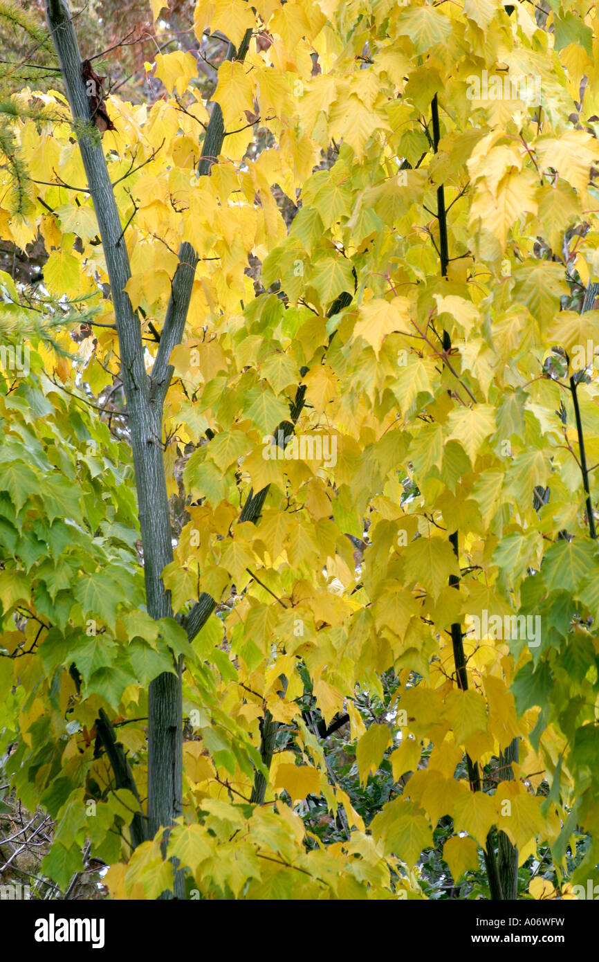 Acer pensylvanicum autumn colour hi-res stock photography and images ...