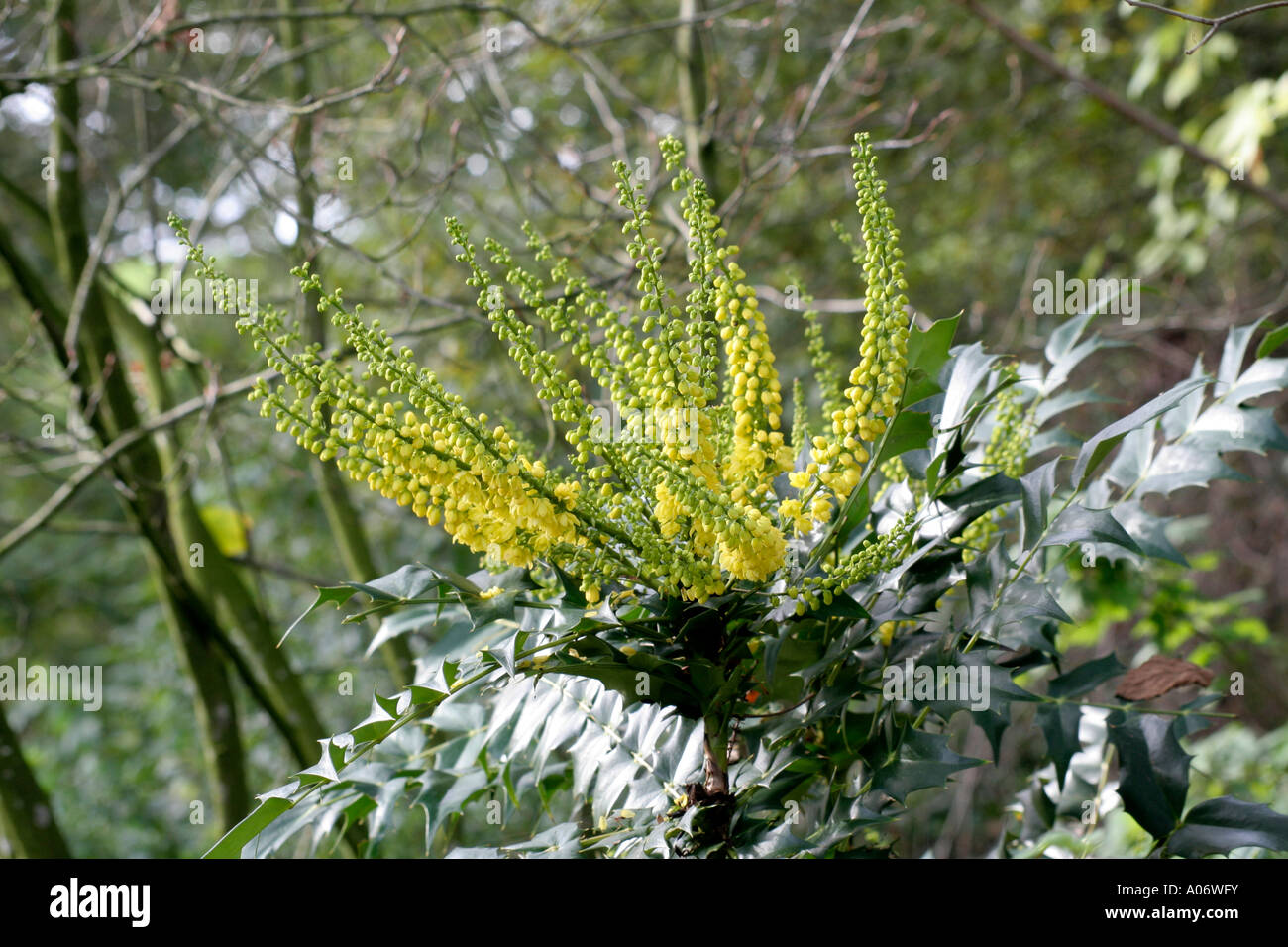 Bee winter mahonia hi-res stock photography and images - Alamy