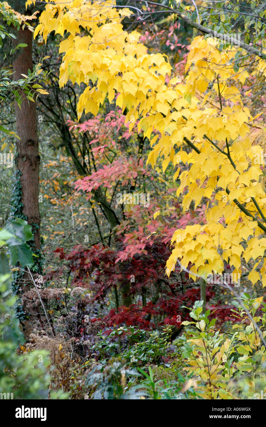 Acer pennsylvanicum Acer nikoense Acer palmatum atropurpureum right to ... Acer pennsylvanicum Acer nikoense Acer palmatum atropurpureum right to ...