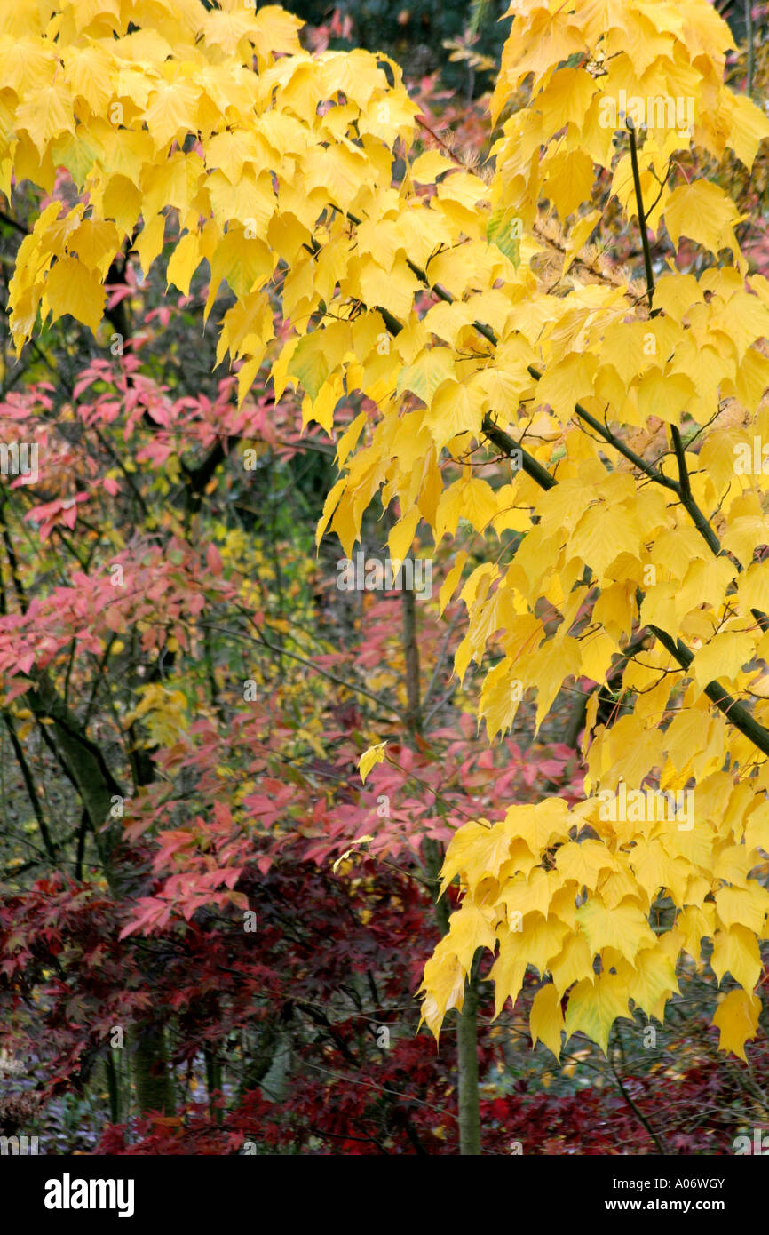 Acer pennsylvanicum hi-res stock photography and images - Alamy Acer pennsylvanicum hi-res stock photography and images - Alamy