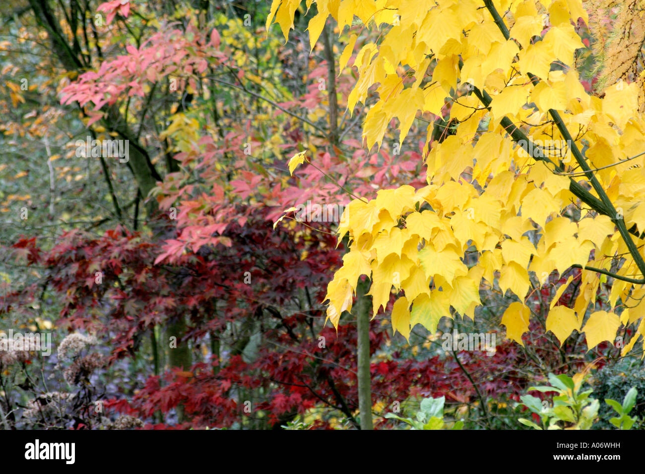 Acer pennsylvanicum A nikoense Acer palmatum atropurpureum front to ... Acer pennsylvanicum A nikoense Acer palmatum atropurpureum front to ...