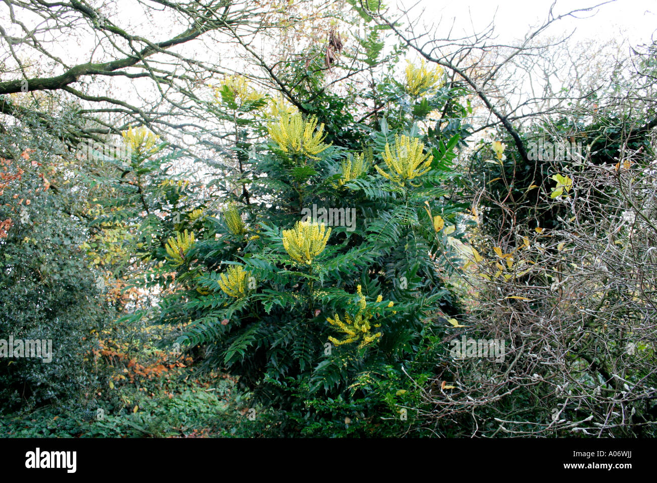 Mahonia Lionel Fortescue has deep yellow fragrant flowers shown ...