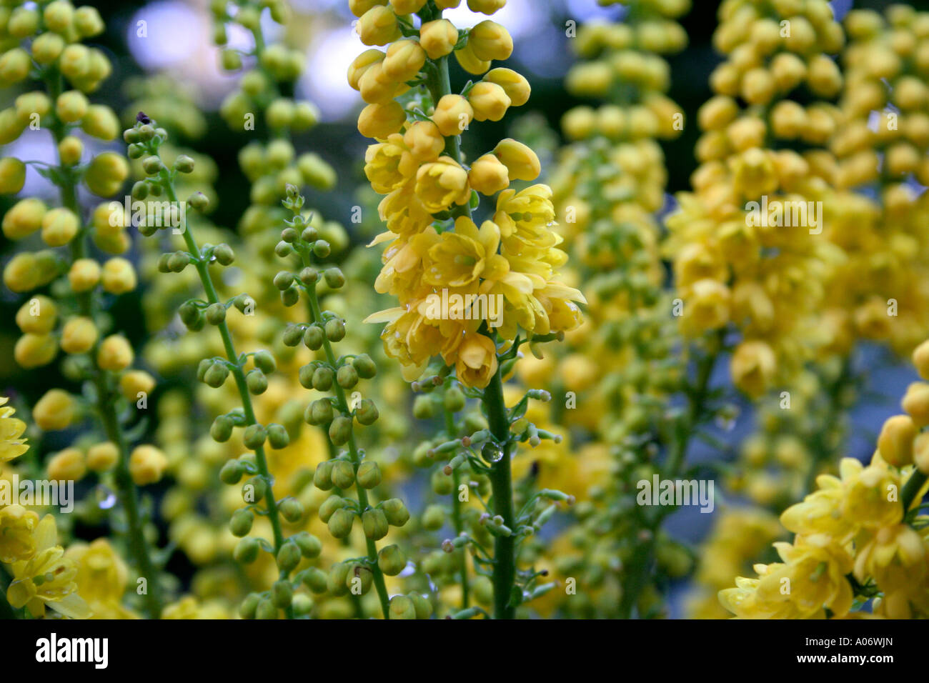 Mahonia Lionel Fortescue has deep yellow fragrant flowers shown ...