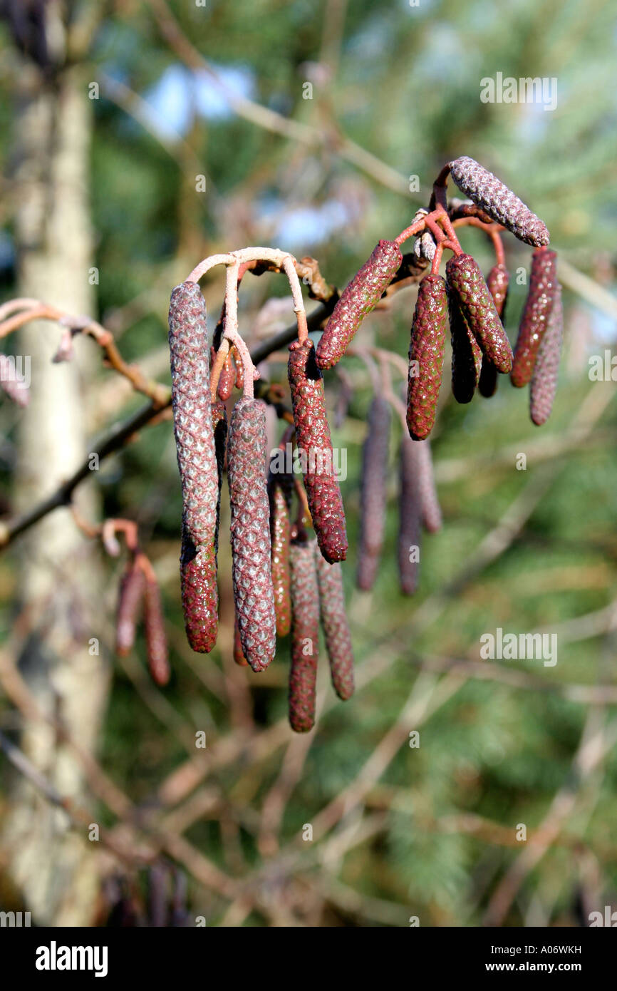 Alnus glutinosa catkins european native tree deciduous betulaceae hi ...