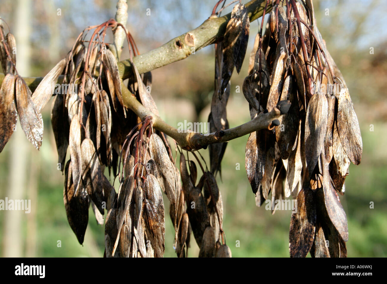Fraxinus excelsior Ash keys during early winter Stock Photo - Alamy