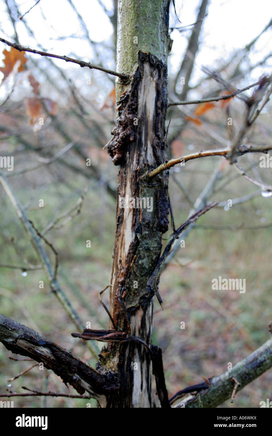 Grey squirrel damage hi-res stock photography and images - Alamy