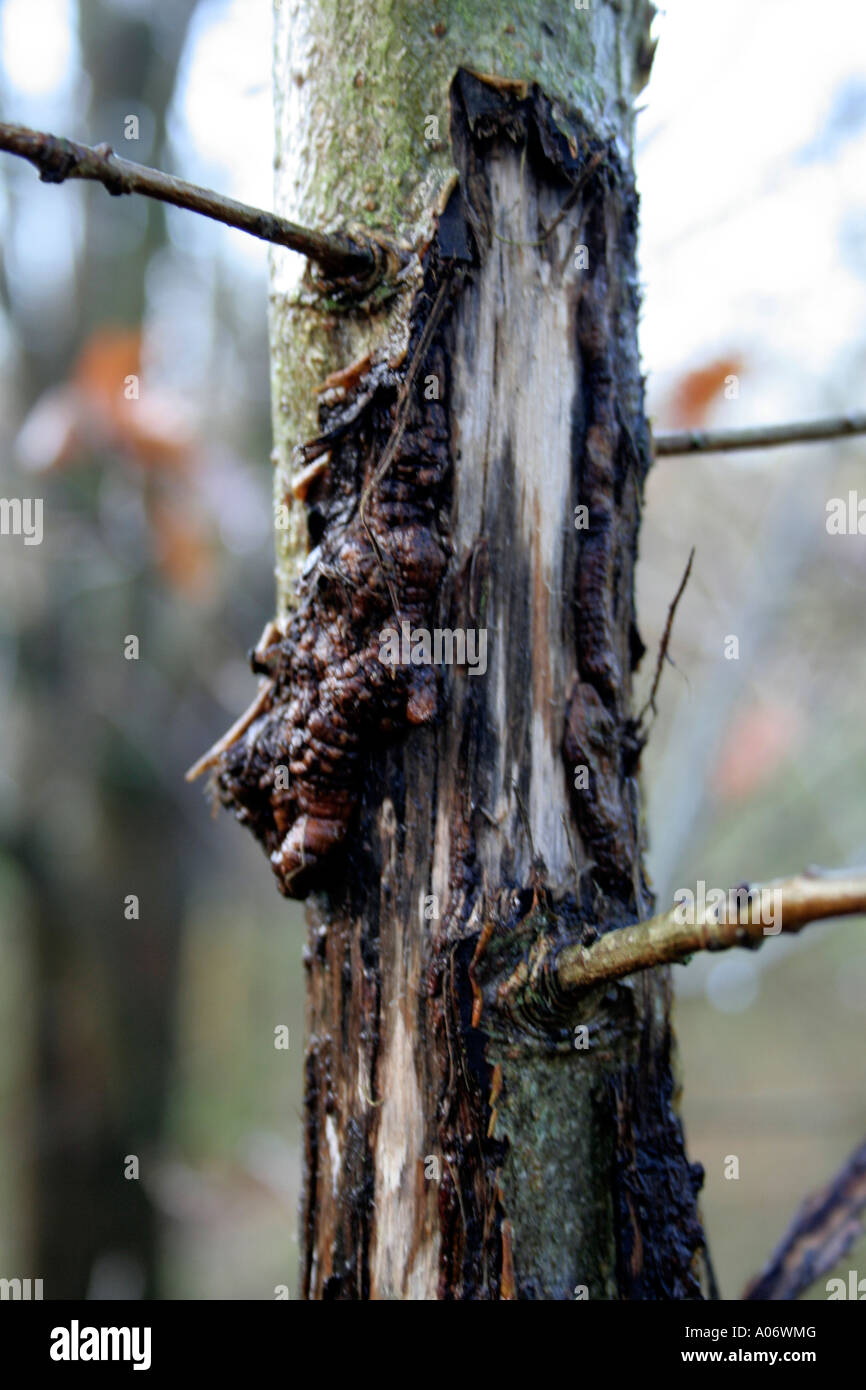 Grey squirrel Sciurus carolinensis damage to young Quercus robur in ...