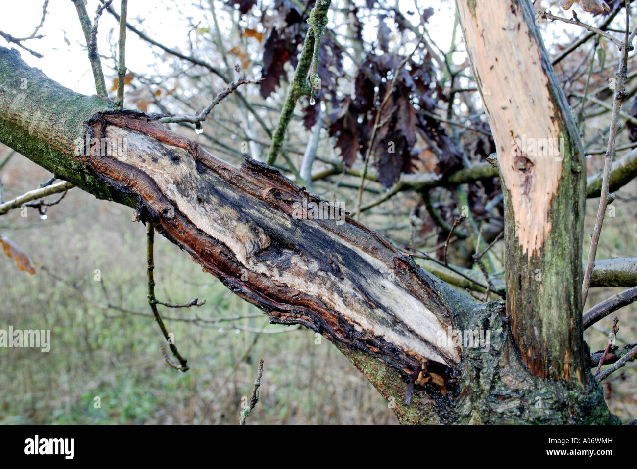 Grey squirrel Sciurus carolinensis damage to young Quercus robur in ...