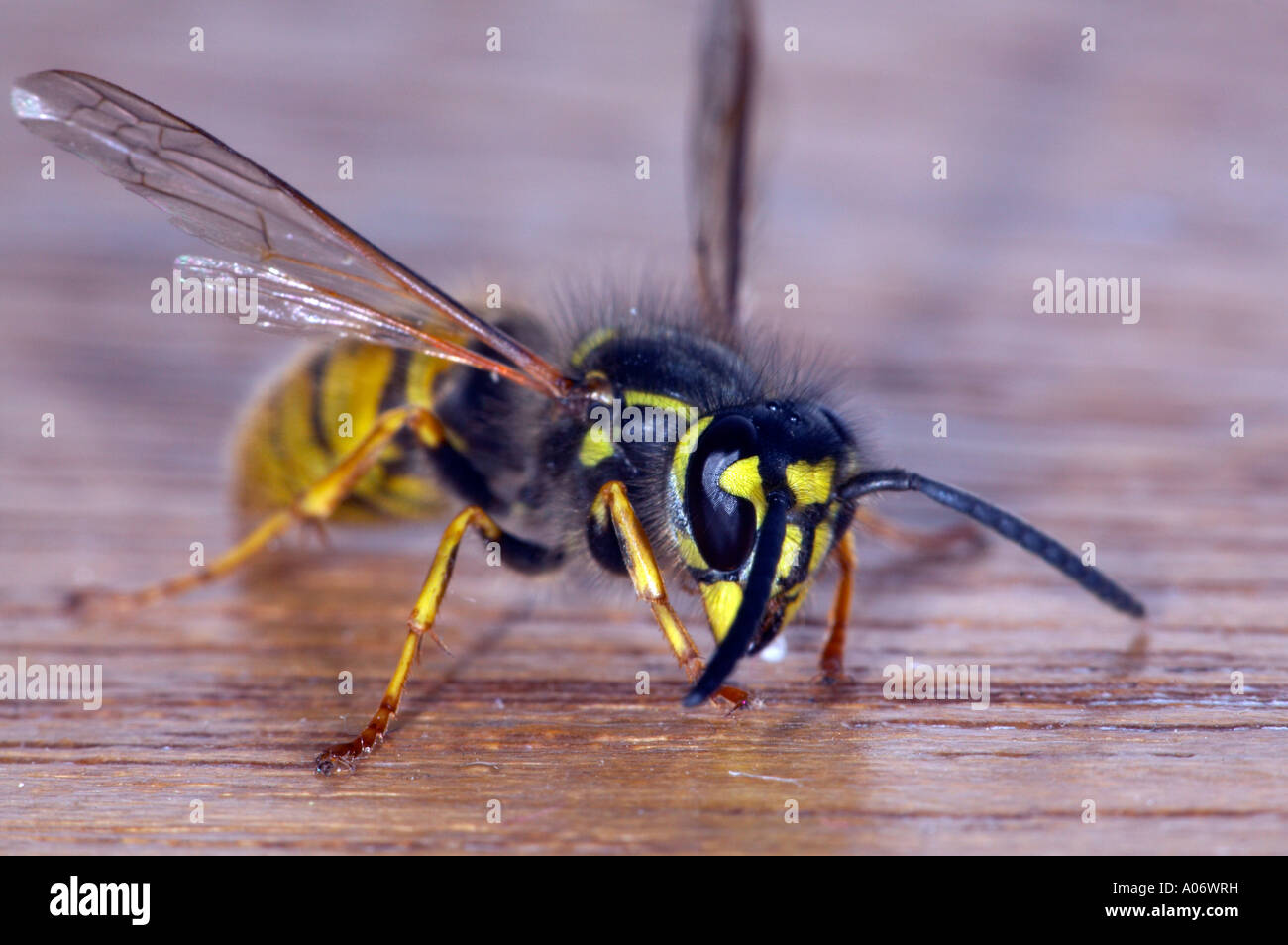 Close up shot of Common Wasp Vespula vulgaris on wood Stock Photo - Alamy