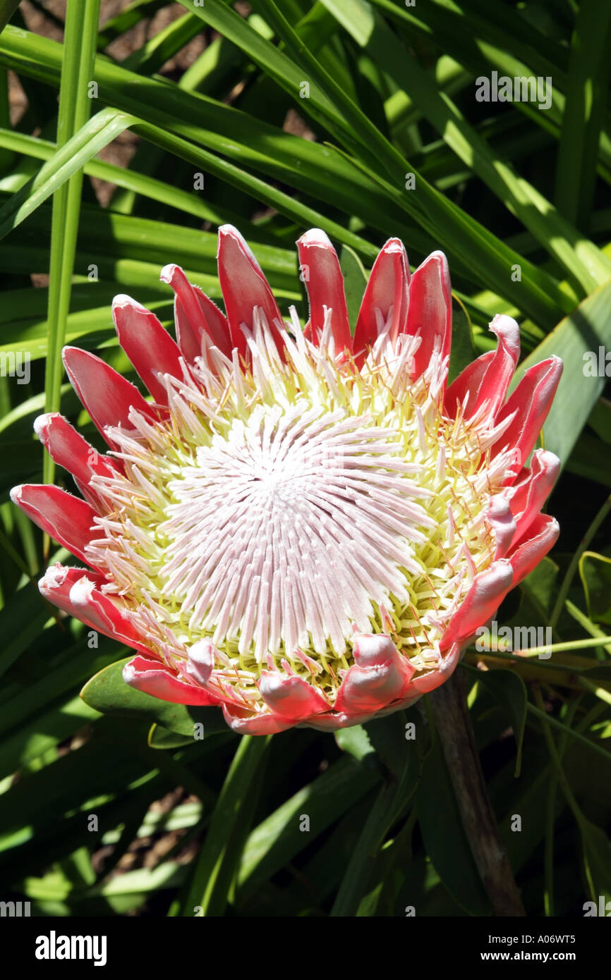 King Protea the national flower of South Africa RSA Kirstenbosch ...