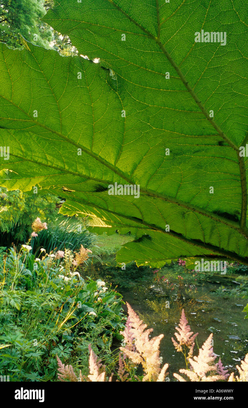 Gunnera manicata foliage hi-res stock photography and images - Alamy