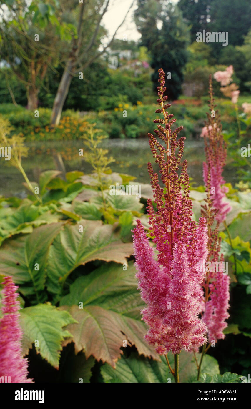 ASTILBE CHINENSIS SUBSP. TAQUETII VAR SUPERBA (FALSE GOATSBEARD) WITH ...