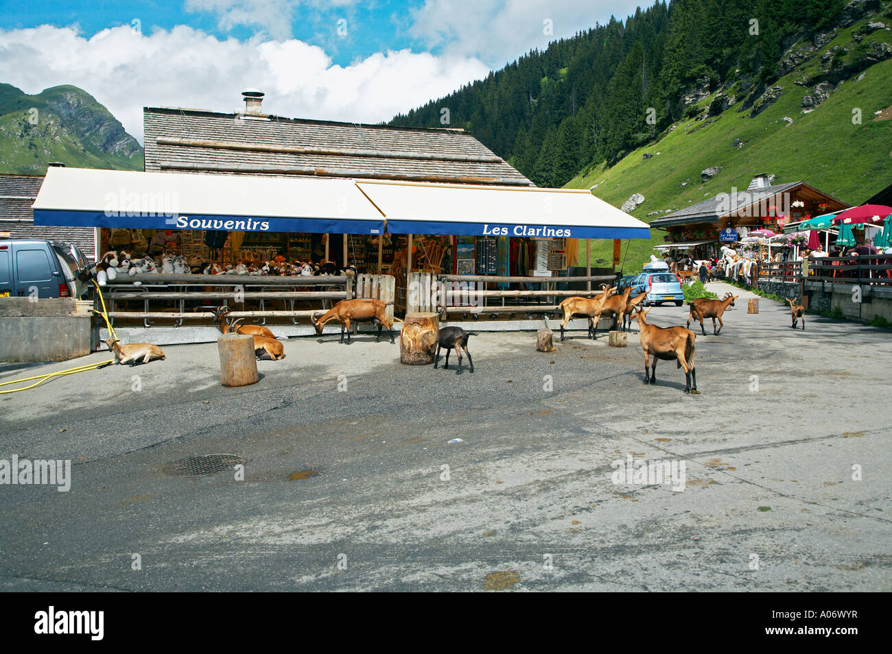 Goats roam the main street of Les Lindarets in the French Alps in ...
