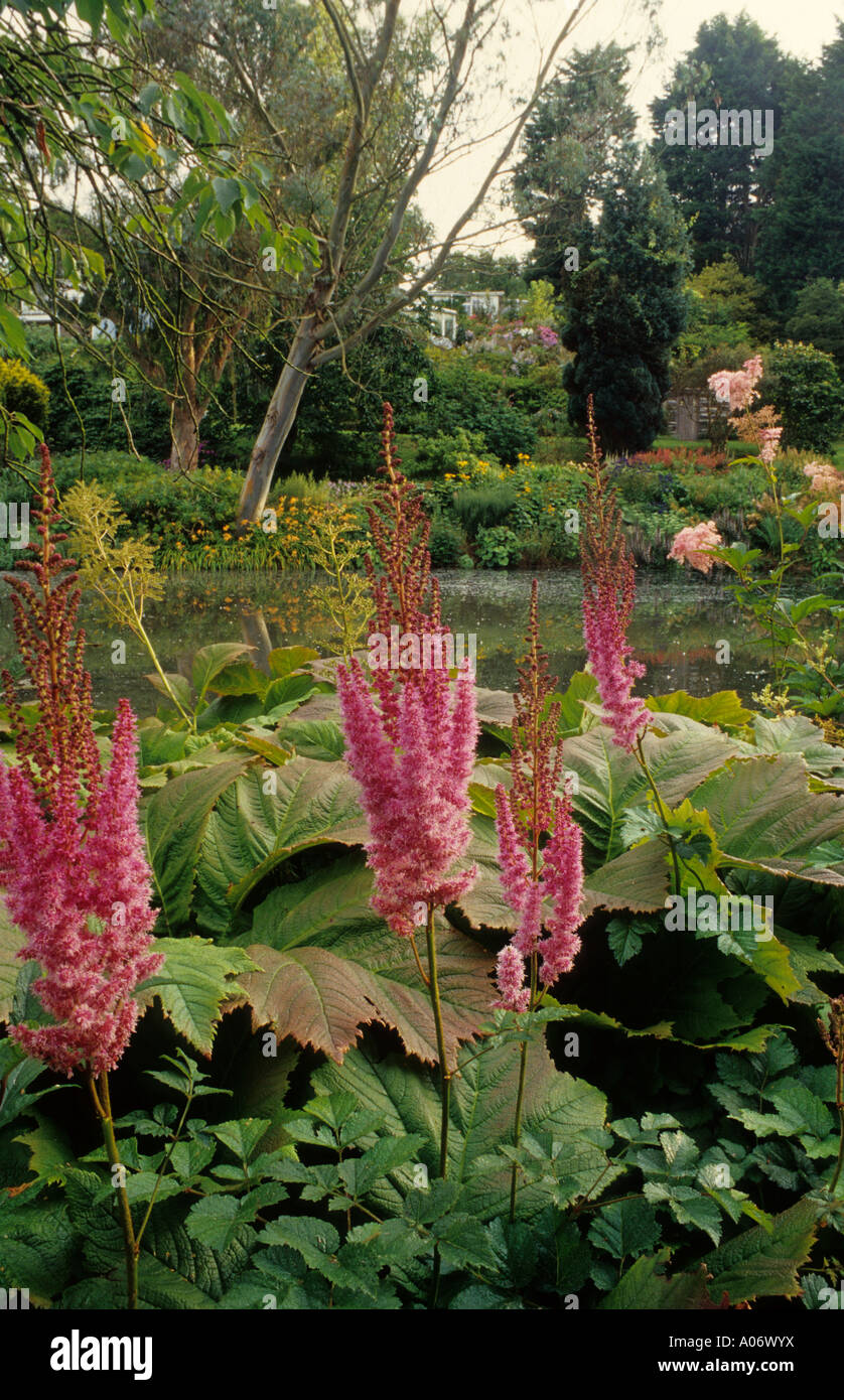 ASTILBE CHINENSIS SUBSP. TAQUETIIVAR SUPERBA (FALSE GOATSBEARD) WITH ...