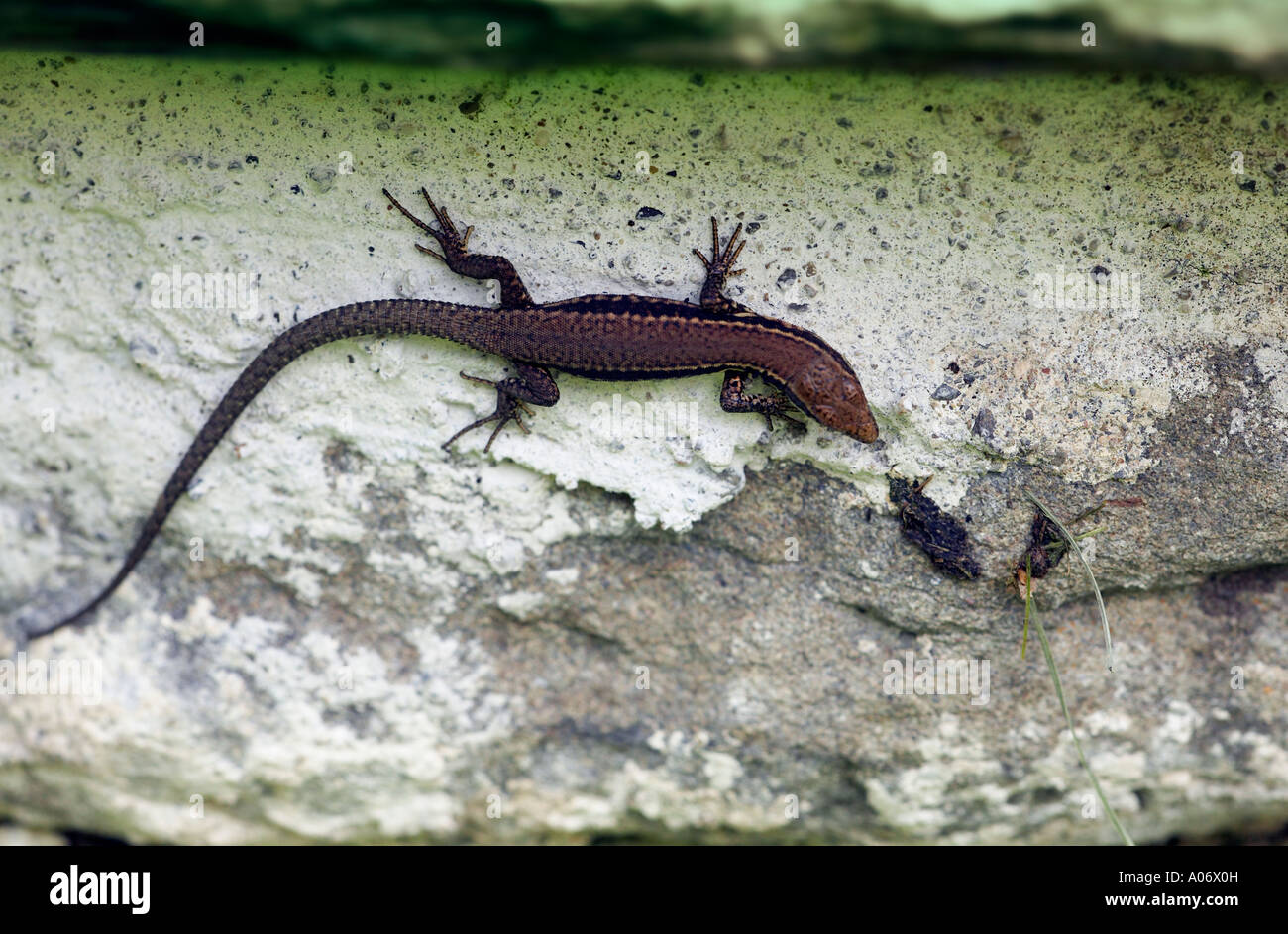Common Wall Lizard Podarcis muralis on stone in French Alps Stock Photo ...