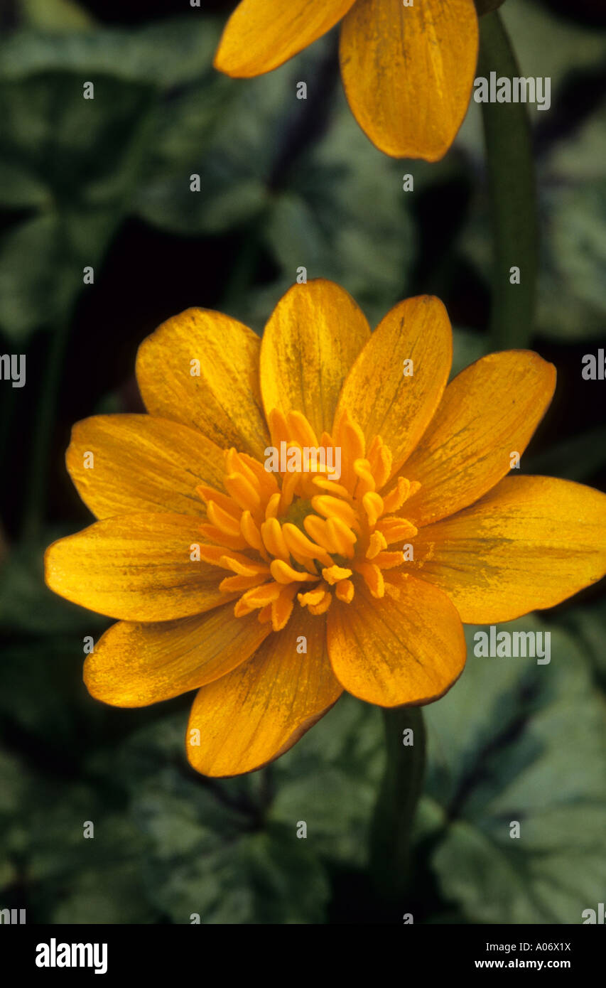 RANUNCULUS FICARIA 'ASLAN' Stock Photo - Alamy