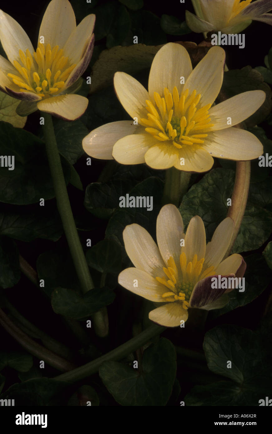 RANUNCULUS FICARIA 'HURLSTONE ROCK SULPHUR' Stock Photo - Alamy