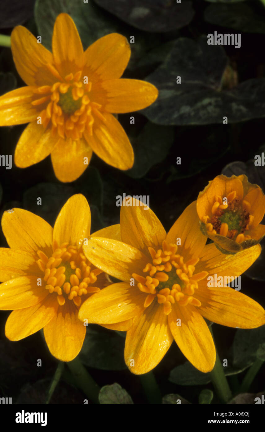 Ranunculus corms hi-res stock photography and images - Alamy