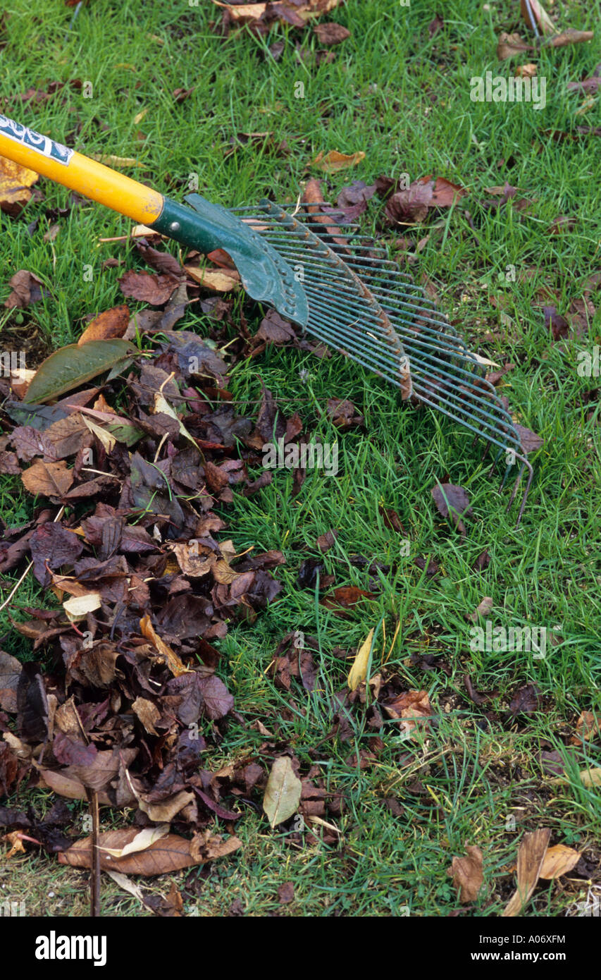 RAKING LEAVES WITH A SPRING TINE RAKE Stock Photo - Alamy