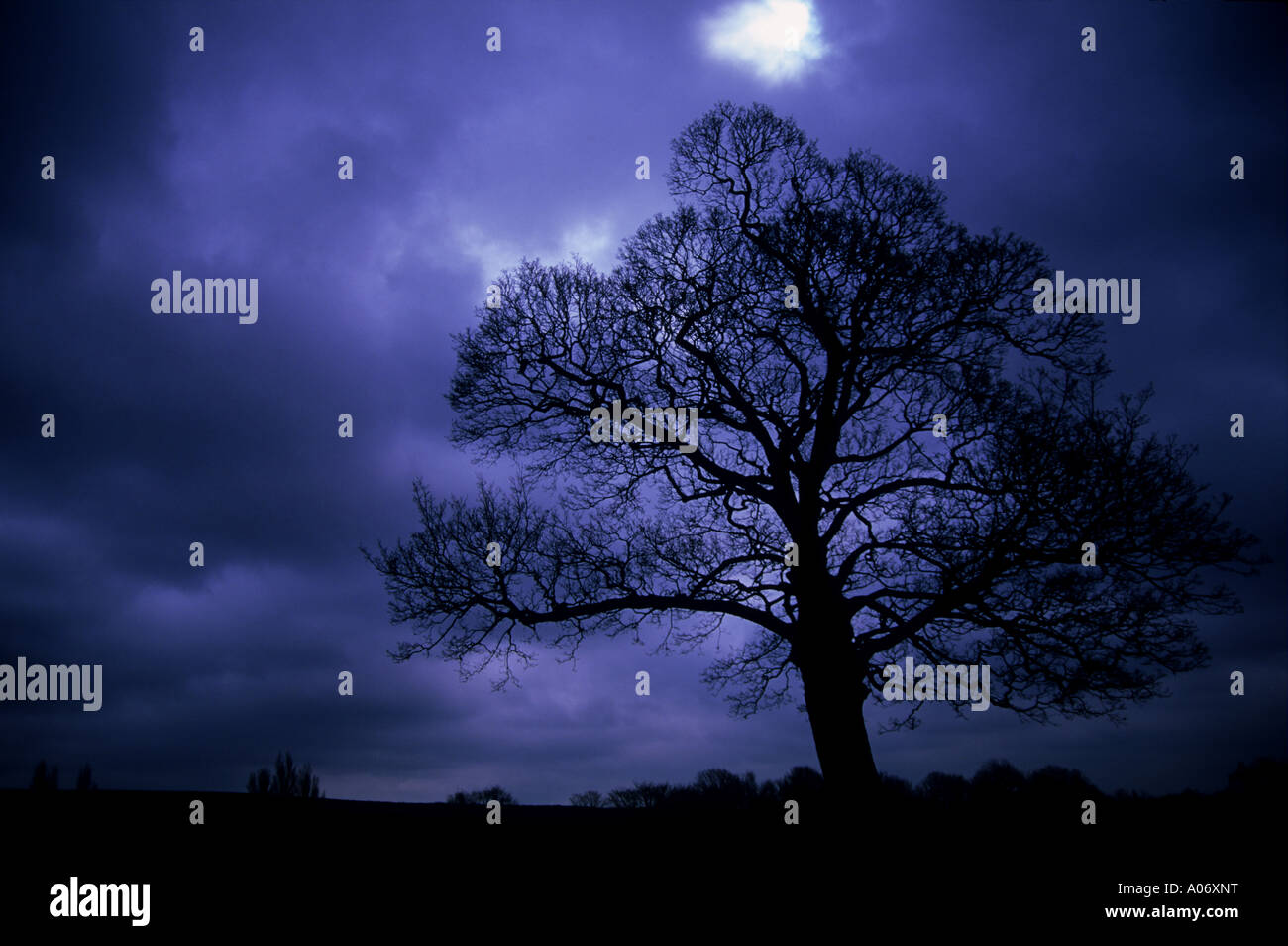 tree in the dark Stock Photo - Alamy