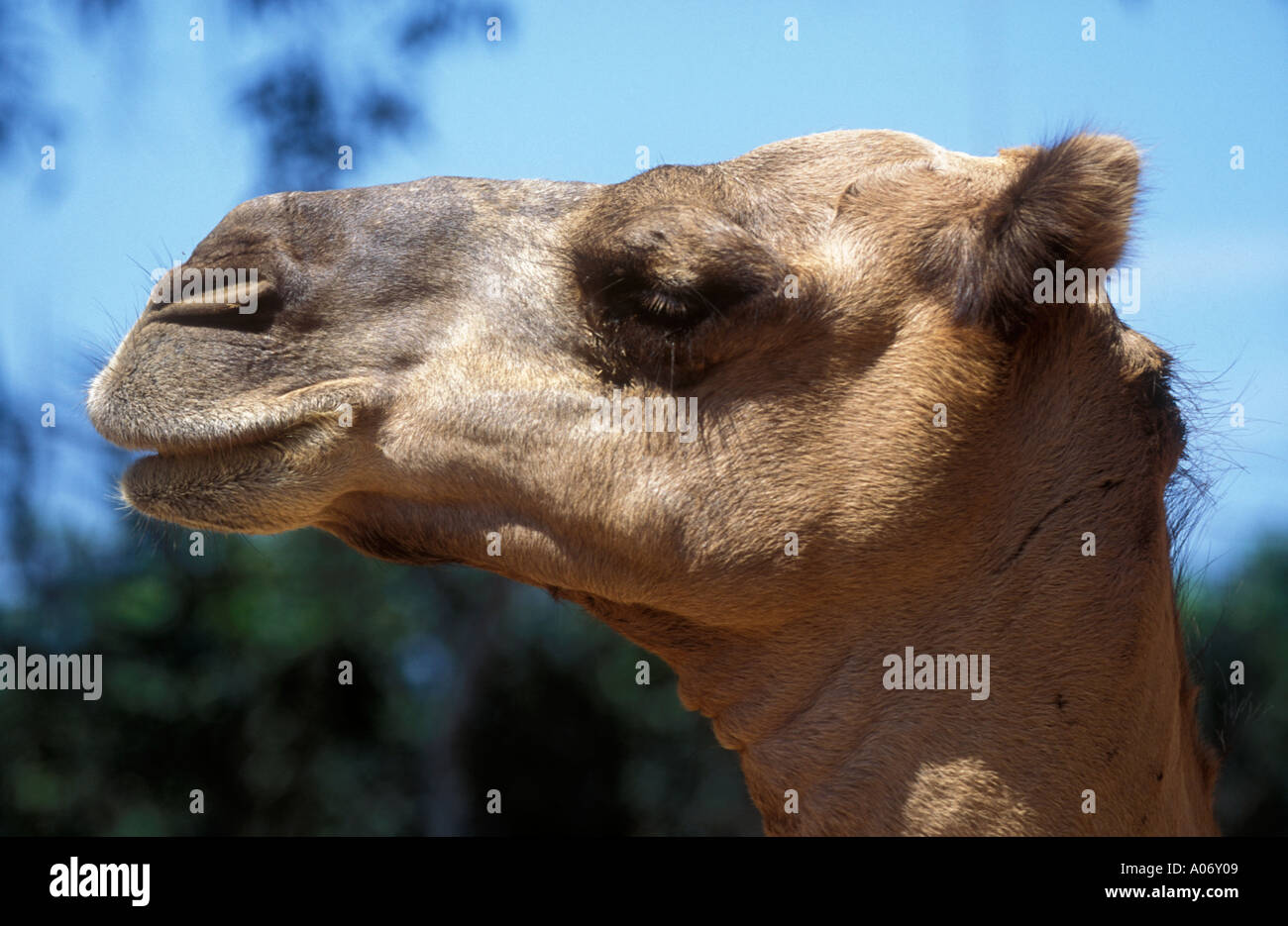 Camels hair coat hi-res stock photography and images - Alamy