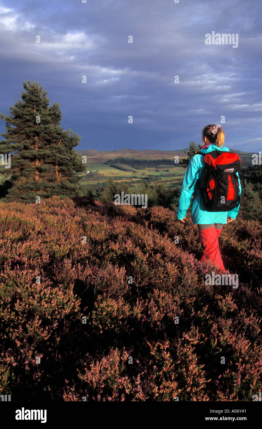 Young woman walking through heather near Kirkmichael in Perthshire ...