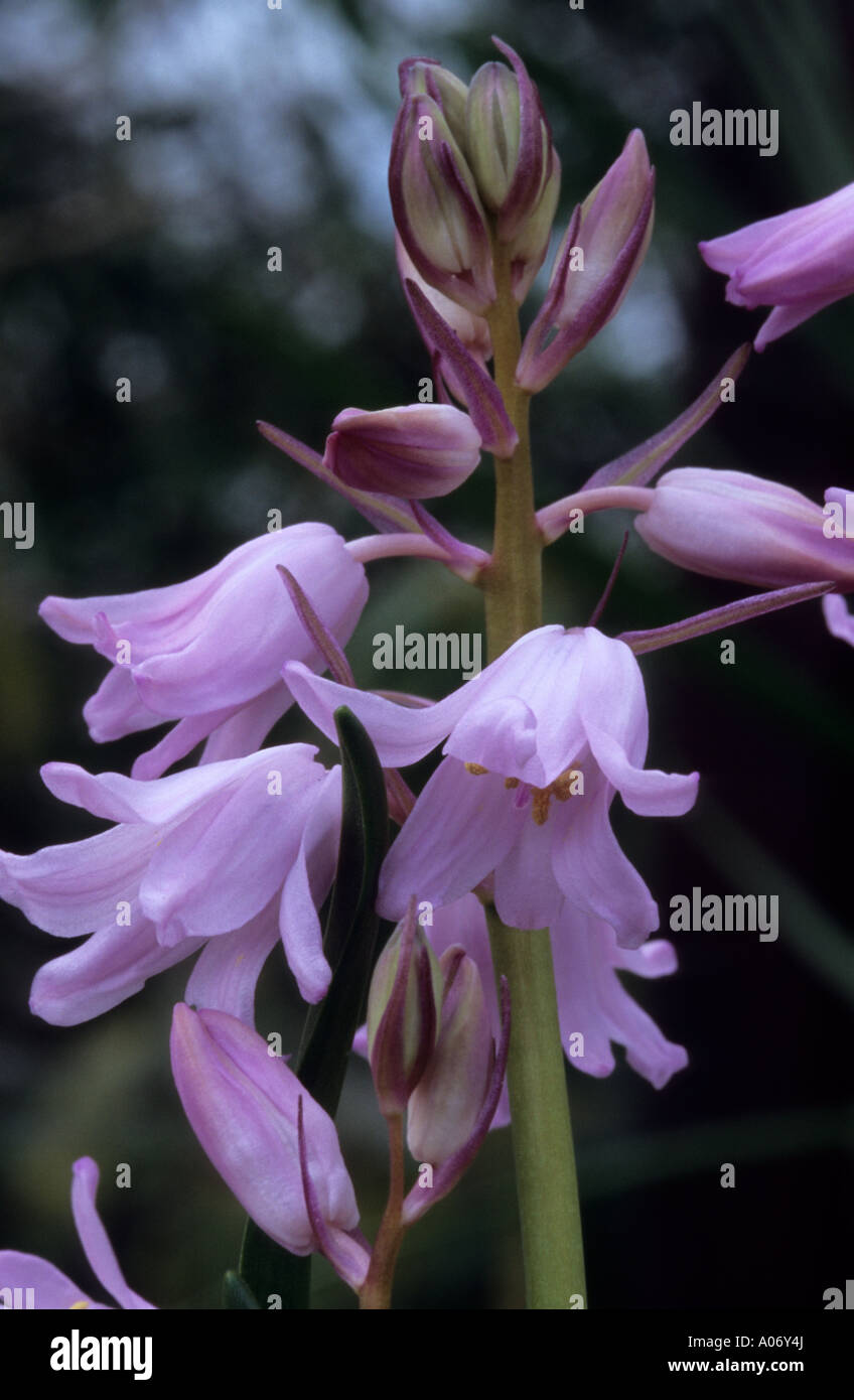 HYACINTHOIDES HISPANICA 'PINK FORM' (PINK SPANISH BLUEBELL Stock Photo ...