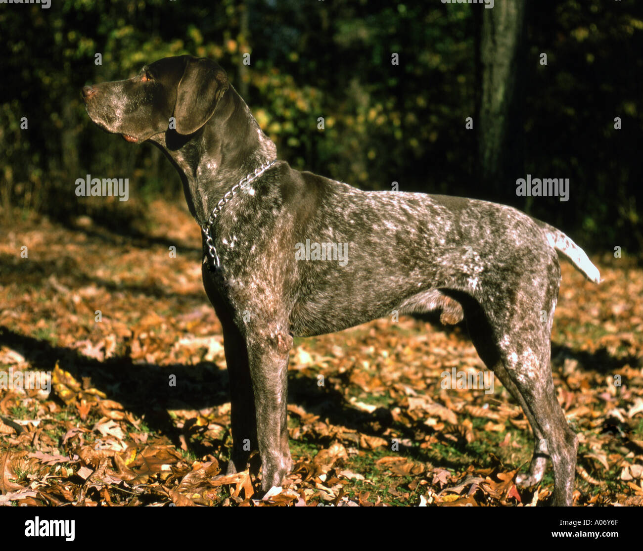 Pointing german shorthair hi-res stock photography and images - Alamy